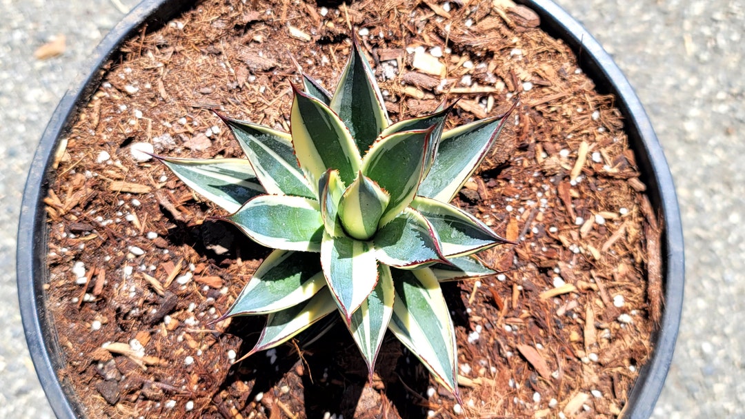 Agave Snow Glow - Rare - Small Size - Etsy