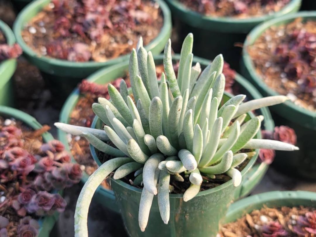 Senecio Scaposus Silver Coral - 4" - Etsy