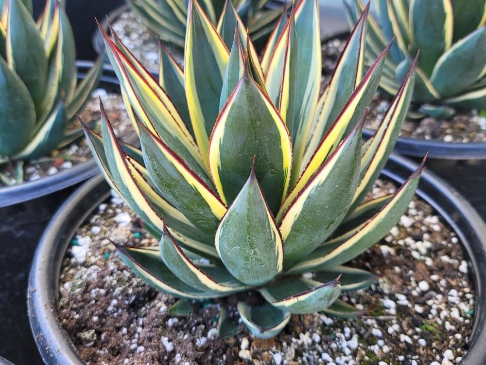 Agave Snow Glow - Rare - Special Listing - 5 Gallon Size - Etsy