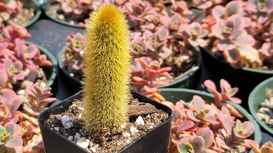 Golden Rat Tail - 2" Inch Pot - Etsy