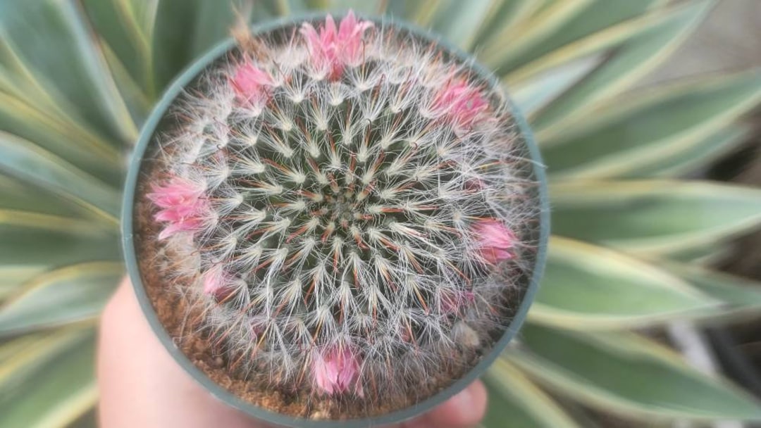 Mammillaria Bocasana - Powder Puff Cactus - Pink Blooms - 4" Cactus - Etsy