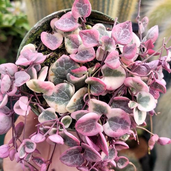 Variegated String of Hearts - Etsy