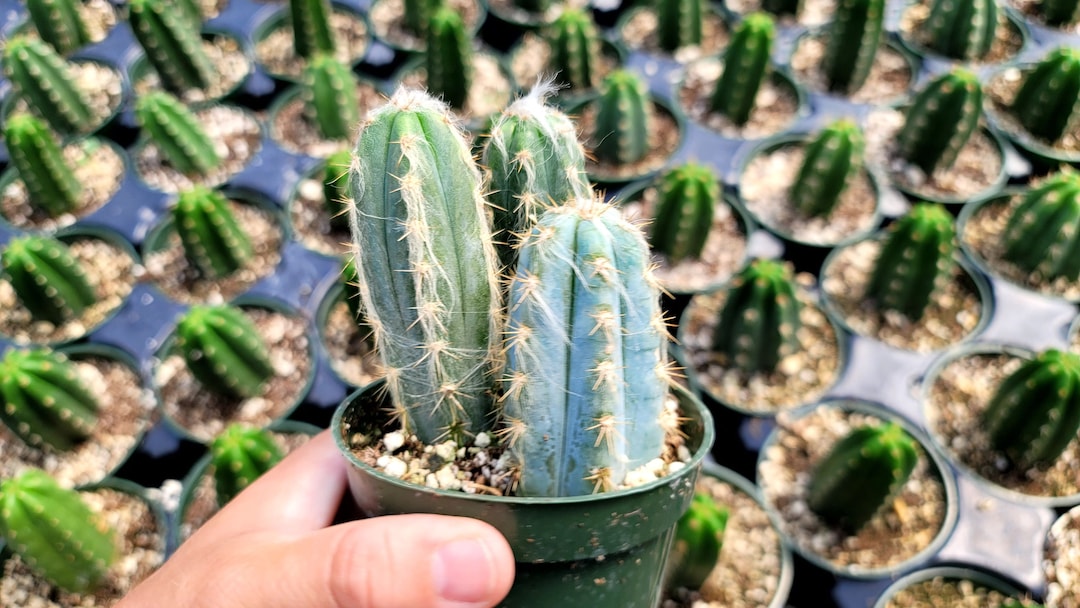 Blue Torch Cactus - Tripple Plant - 4" Inch Pot - Pilocereus ...