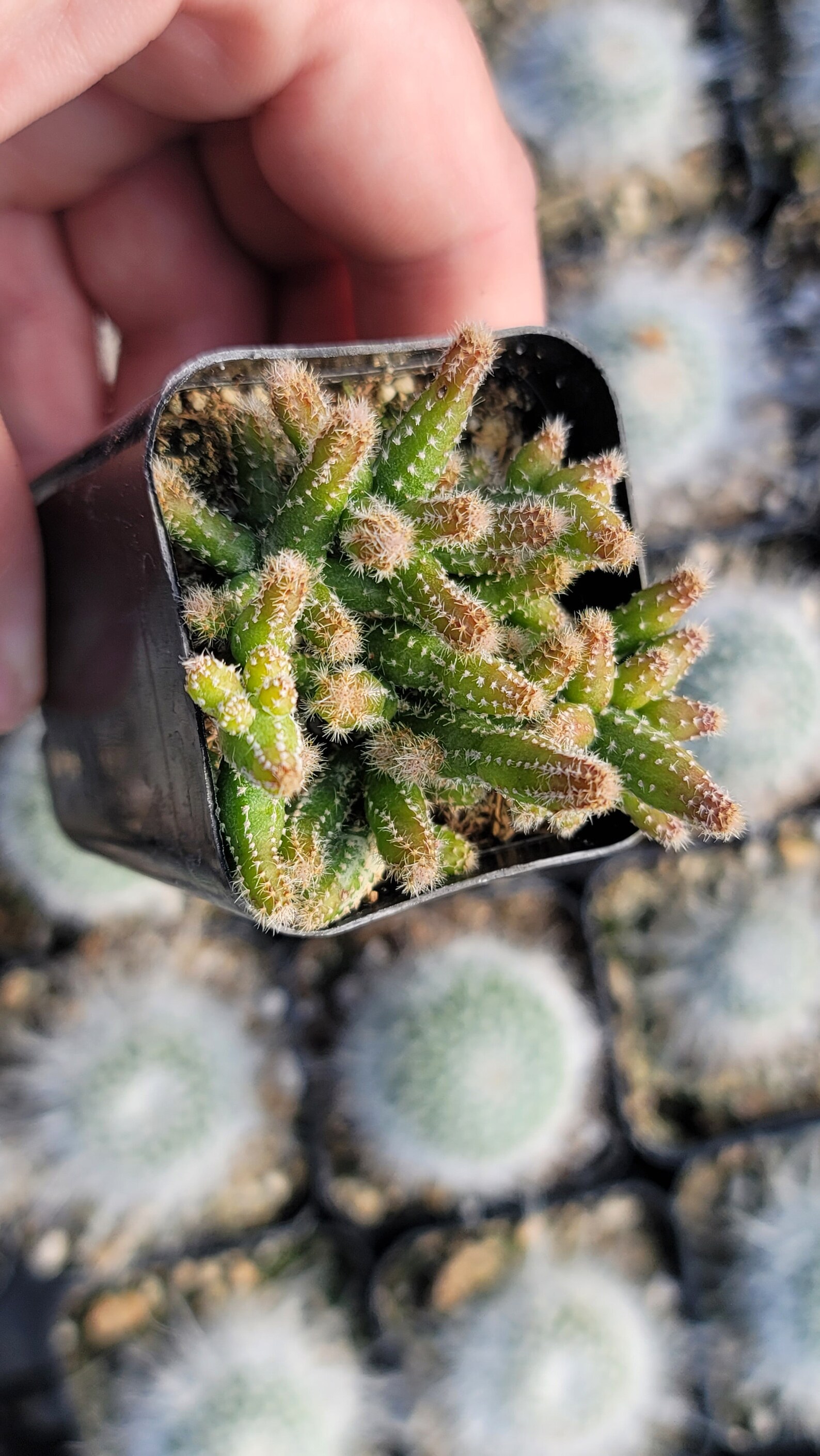 Rhipsalis Baccifera Subs. Horrida - Mouse Tail Cactus - 2" Inch Pot - Etsy