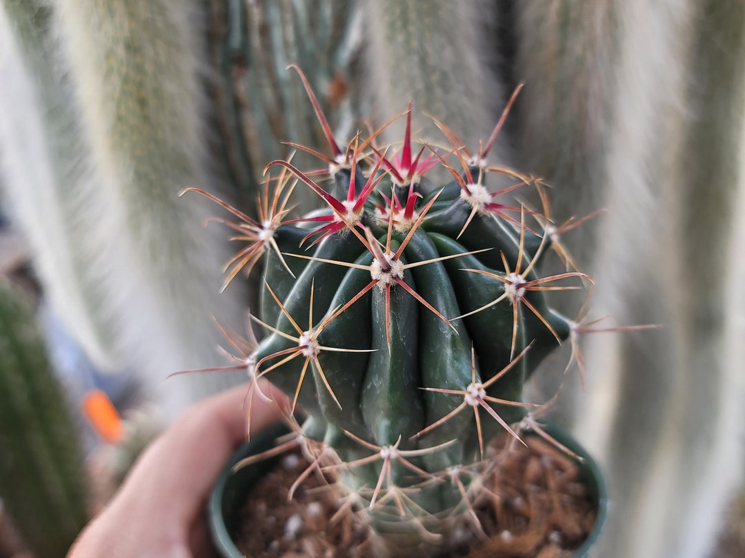 Ferro Cactus 4" Inch Pot - Etsy