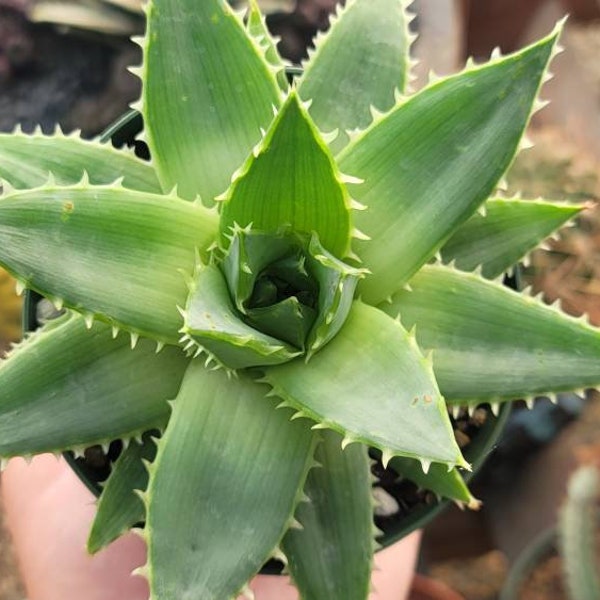 Rare Aloe - Etsy