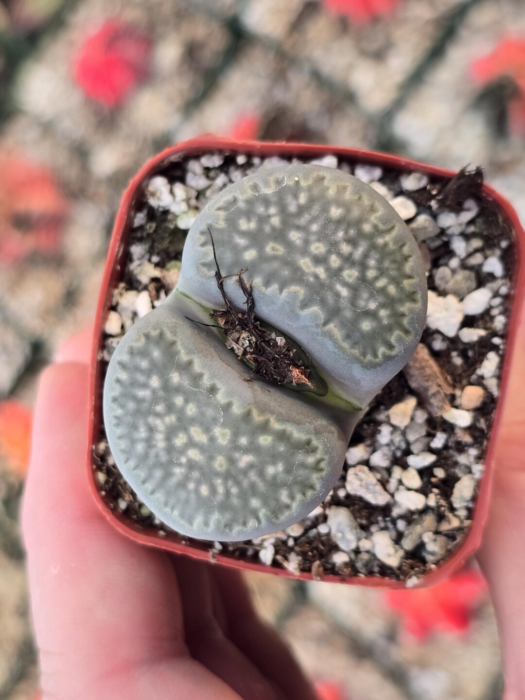 Lithop 2" Inch Pot - Large Size - Exact One in Picture - #2 - Etsy