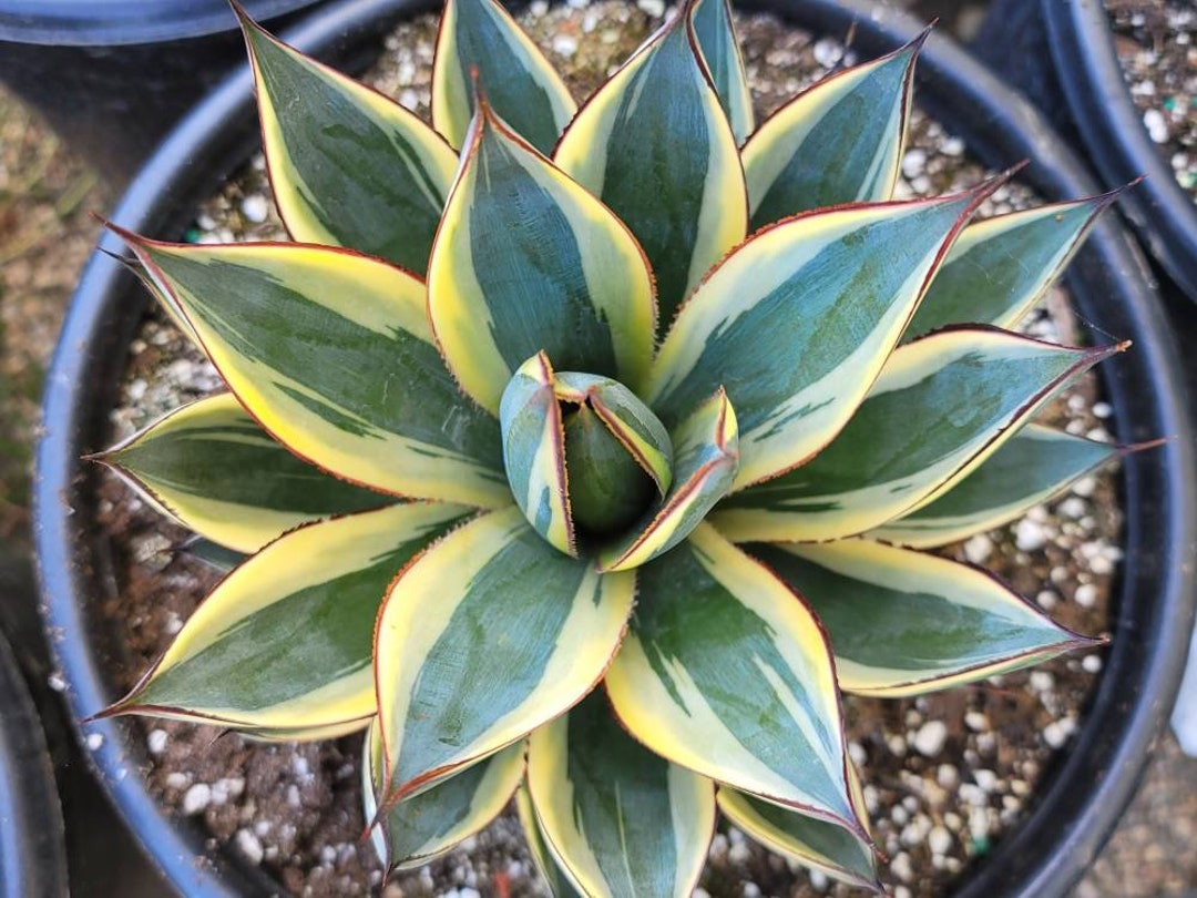 Agave Snow Glow - Rare - Special Listing - 5 Gallon Size - Etsy