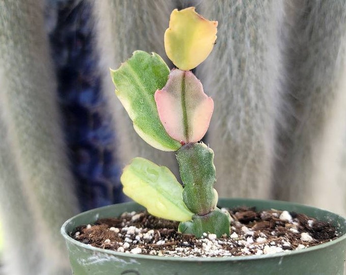 Variegated Christmas Cactus 4 Exact One in Picture 0011 - Etsy