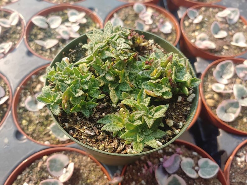 Crassula Picturata "tiger Jade" - 4" - Etsy