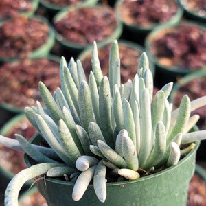 Senecio Scaposus Silver Coral - 4" - Etsy