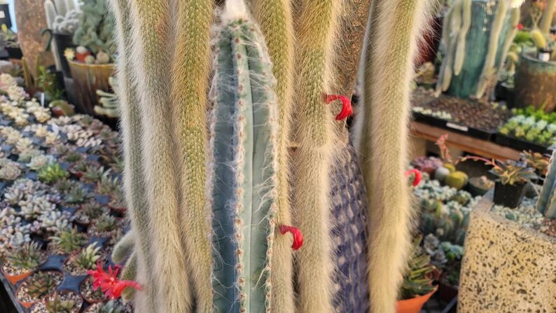 Pilocereus Pachyladus 1 Gallon Container Exact One in - Etsy