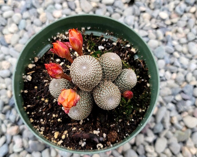 Rebutia Heliosa 4" Inch Pot - Touchable - Etsy