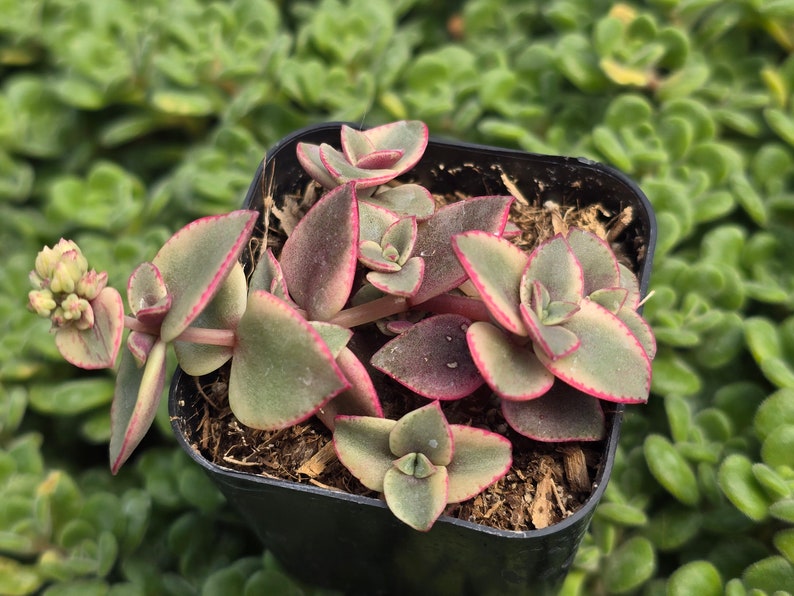 Crassula Pellucida Variegata 'pink Calico Kitten' 2 Inch Pot - Etsy