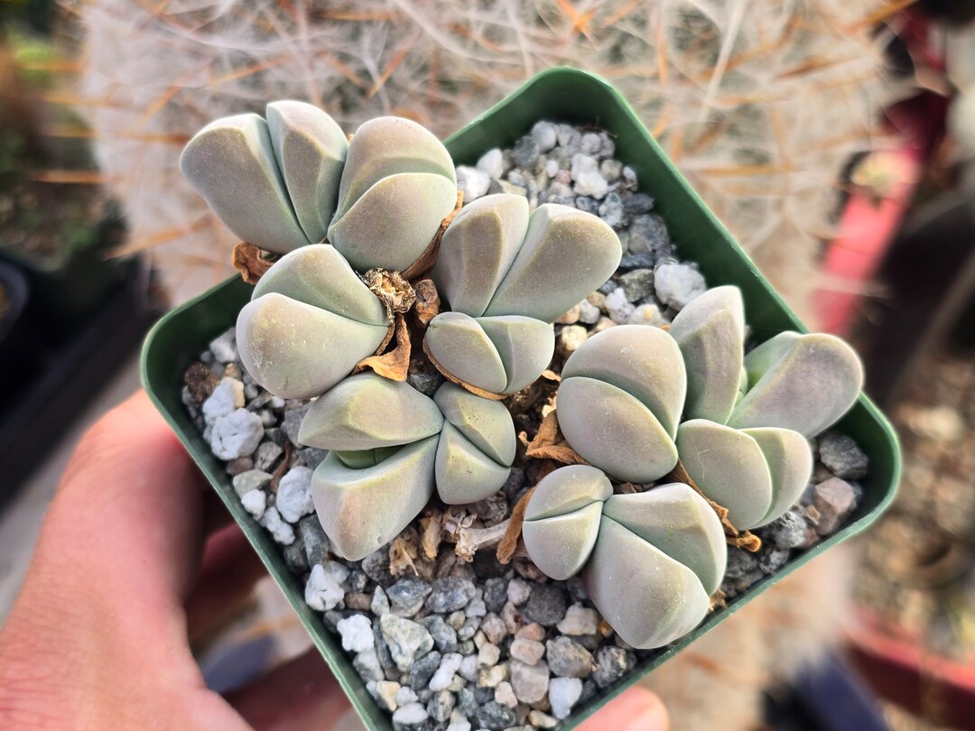 Gibbaeum Album Gibbaeum Sispar Mesembs Cactus 4 Inch Pot Liveplants ...
