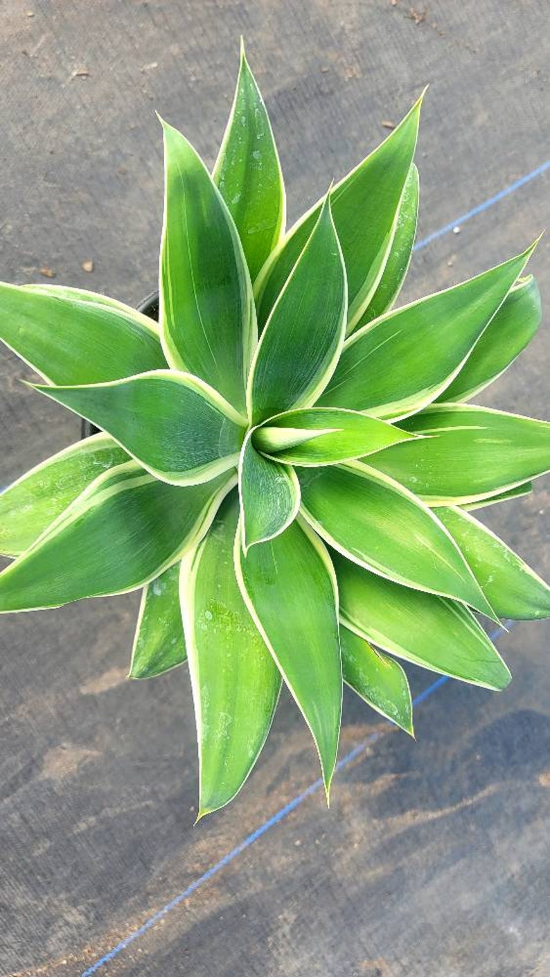 Agave Attenuata Variegated 6 Container - Etsy