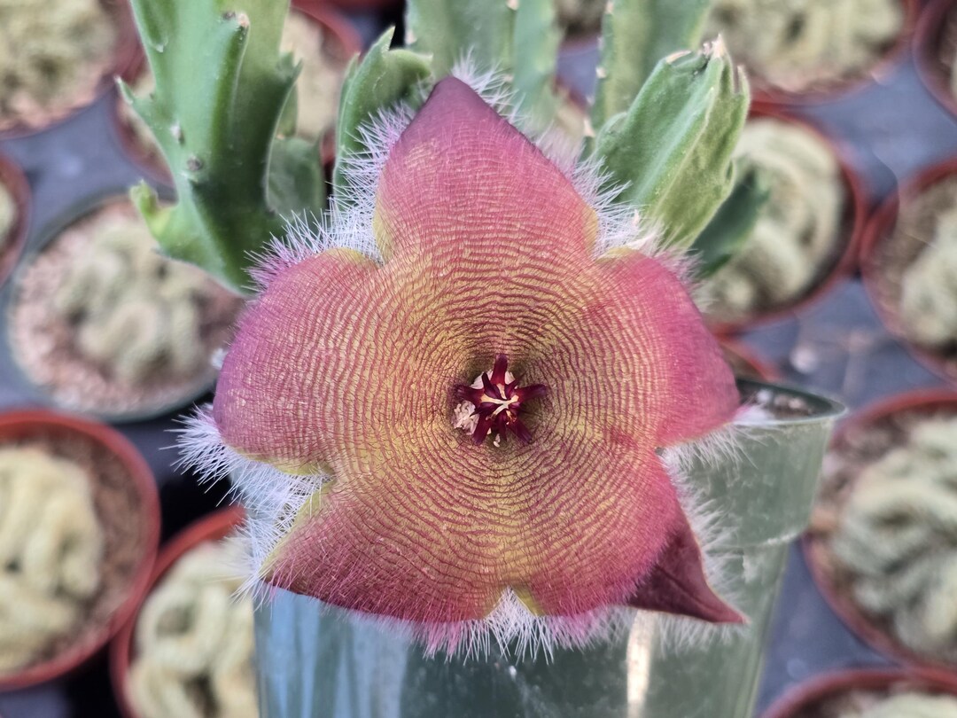 Stapelia Gigantea 4" Inch Pot - Etsy
