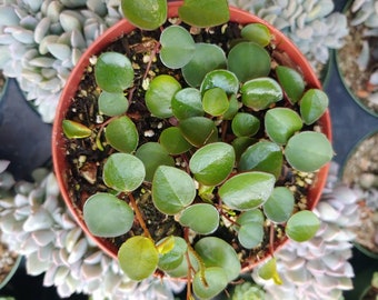 Peperomia Ruby Cascade, Trailing Peperomia, Trailing Plant, Hanging ...
