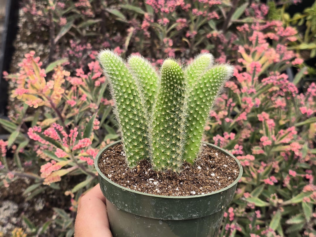 Monkey Tail Cactus 4" Inch Pot - 5x Tails - Hildewintera Colademononis ...