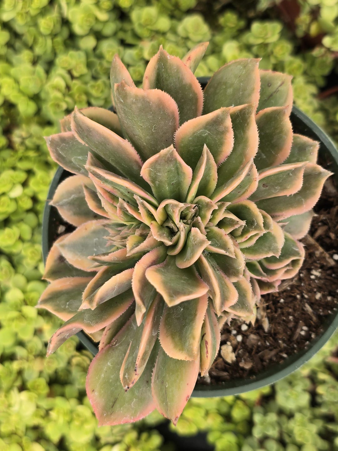 Crested Aeonium Sunburst 4" Inch Pot - Etsy