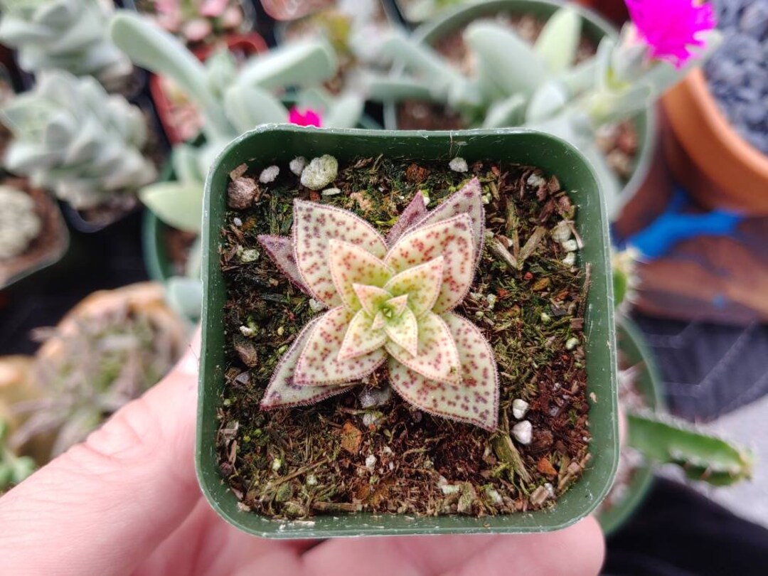 Crassula Picturata 'tiger Jade' - 2" Inch Pot - Etsy