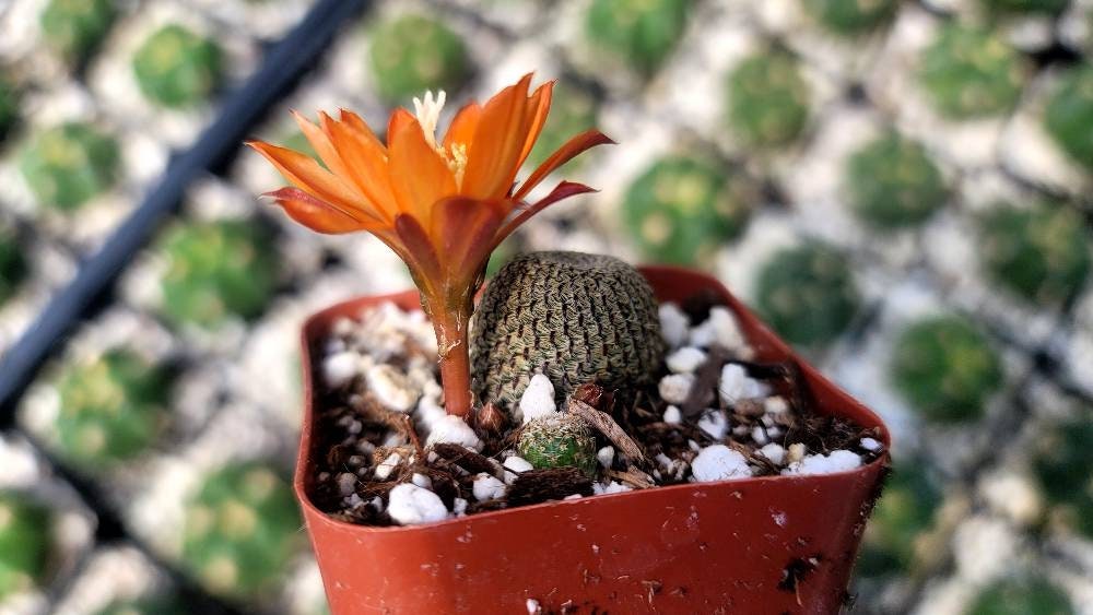 Rebutia Heliosa - Touchable - 2" Inch Pot - Orange Flower - Etsy