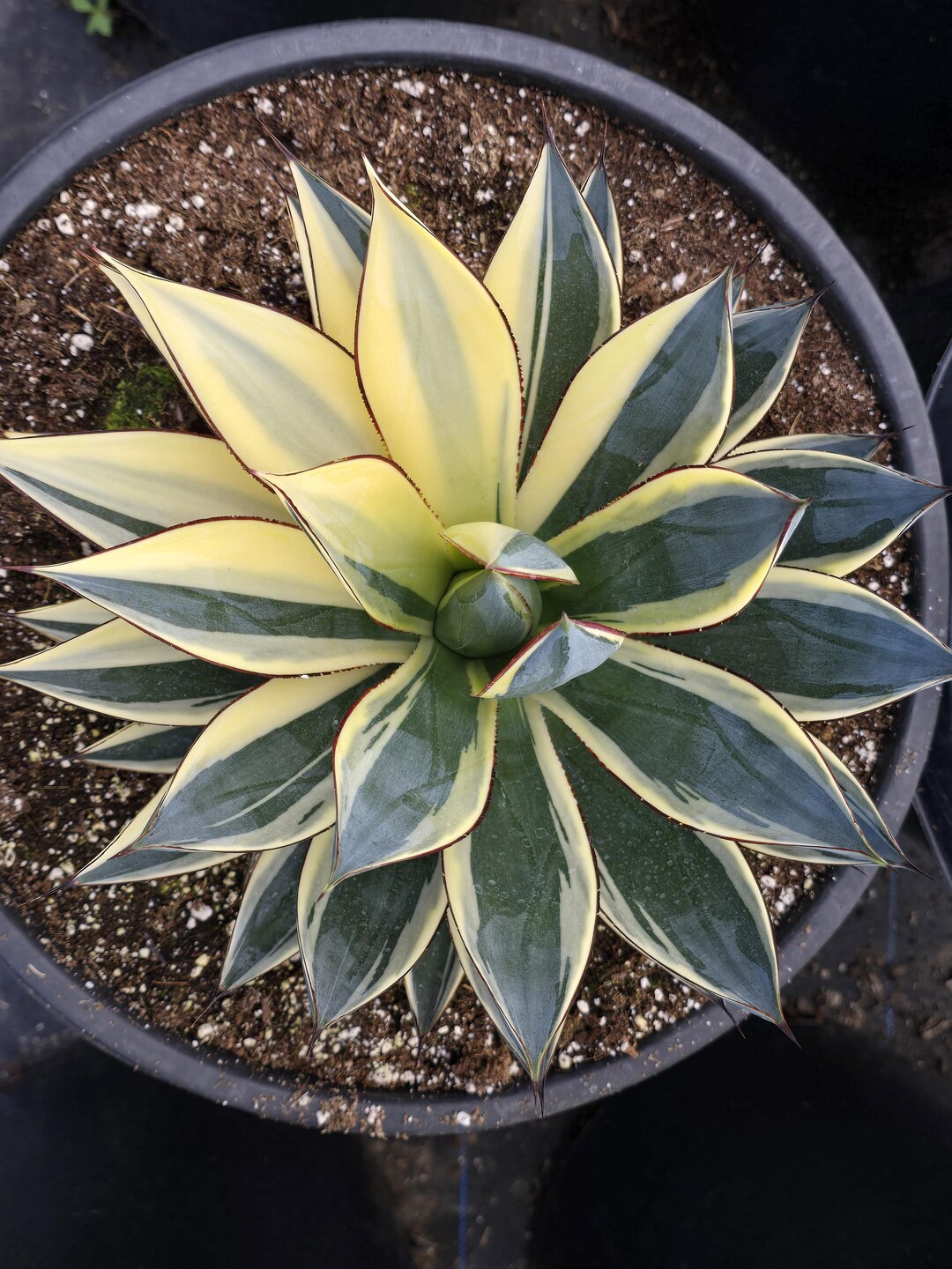 Variegated Agave Snow Glow - Exact One in Picture - Strongly Variegated ...