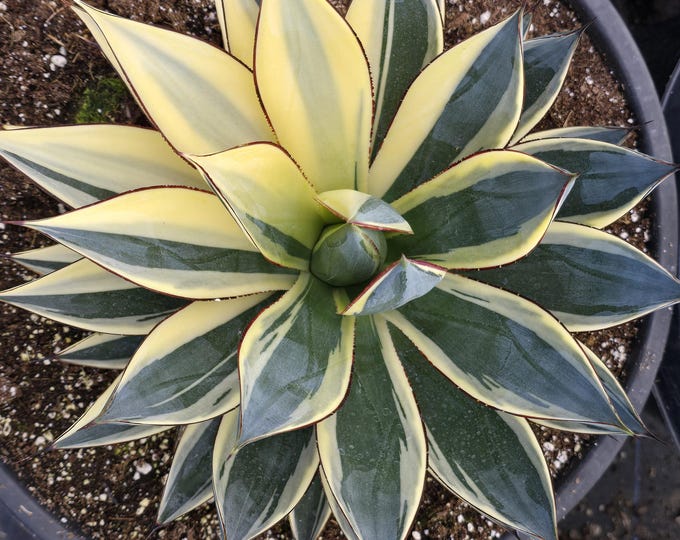 Variegated Agave Snow Glow - Exact One in Picture - Strongly Variegated ...