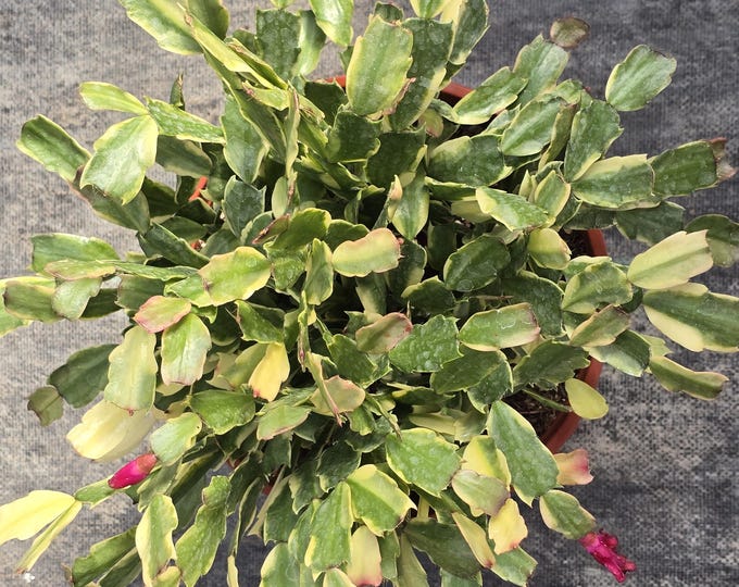 Christmas Cactus - Pink Flowers - Schlumbergera Bridgesii - Holiday ...