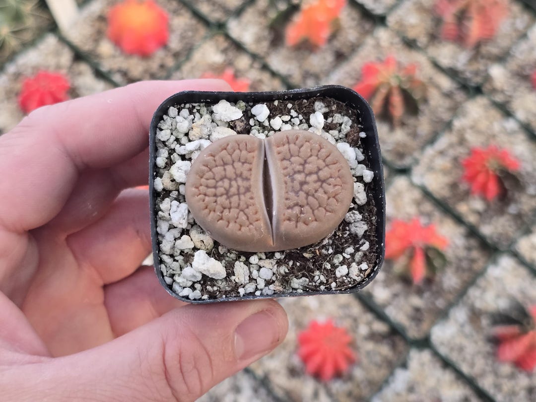 Lithop 2" Inch Pot - Large Size - Exact One in Picture - #1 - Etsy