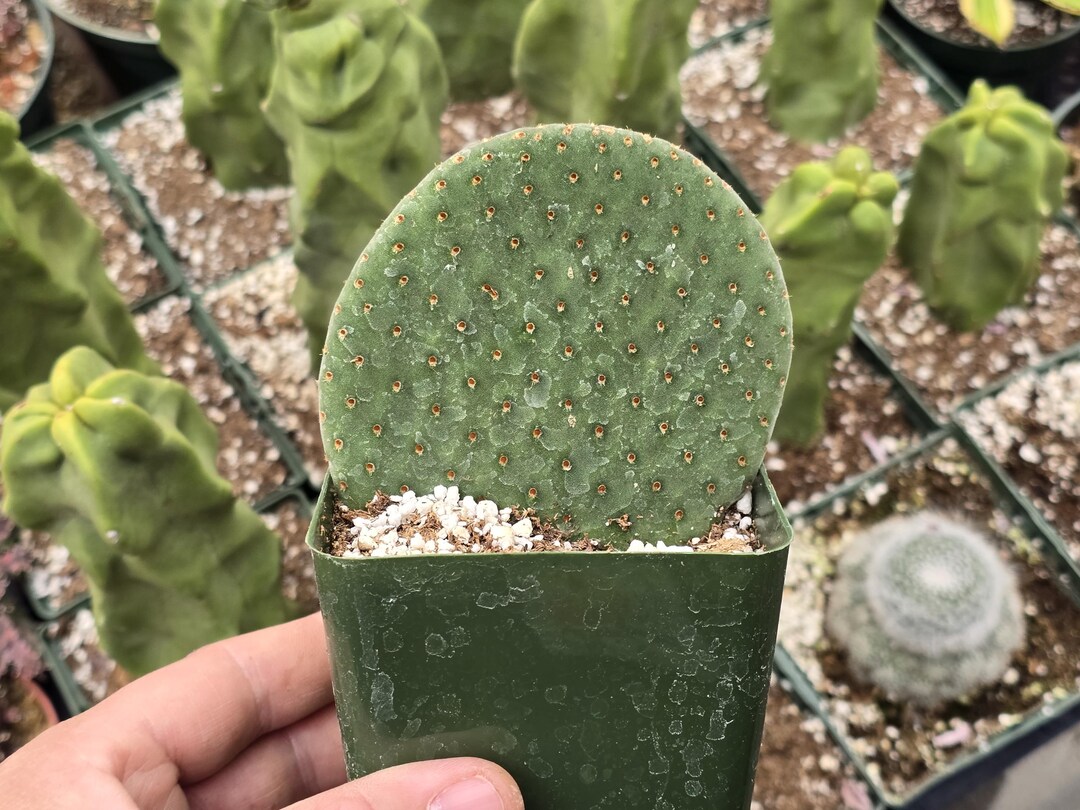 Opuntia Species - Spineless - Touchable - 3.5" Inch Pot - Etsy