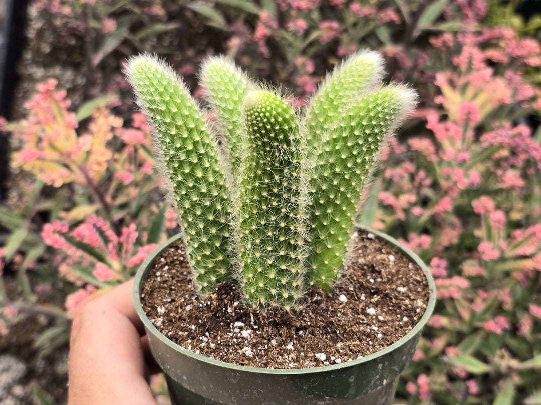 Monkey Tail Cactus 4" Inch Pot - 5x Tails - Hildewintera Colademononis ...