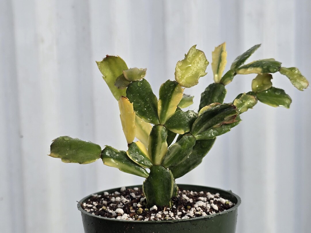 Variegated Christmas Cactus 4 Inch Pot Exact One in Picture Double ...