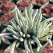 Senecio Scaposus Silver Coral - 4" - Etsy
