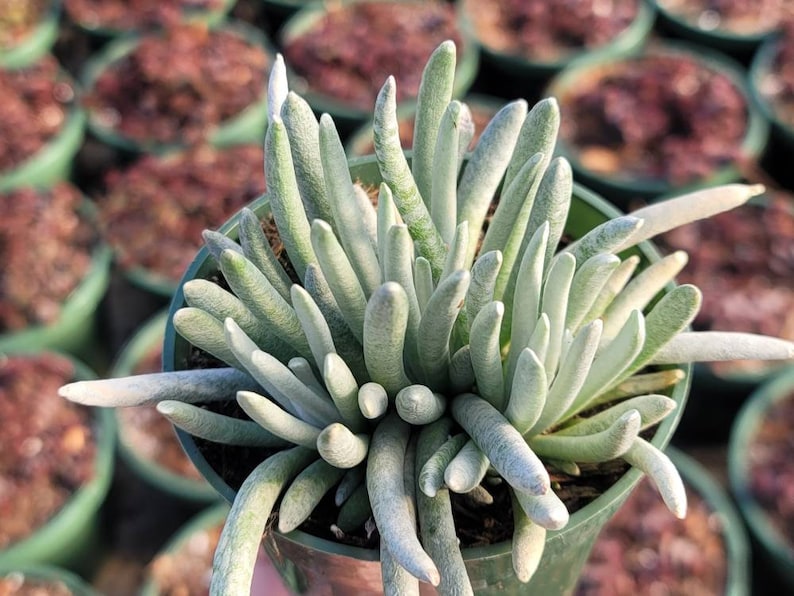 Senecio Scaposus Silver Coral - 4" - Etsy