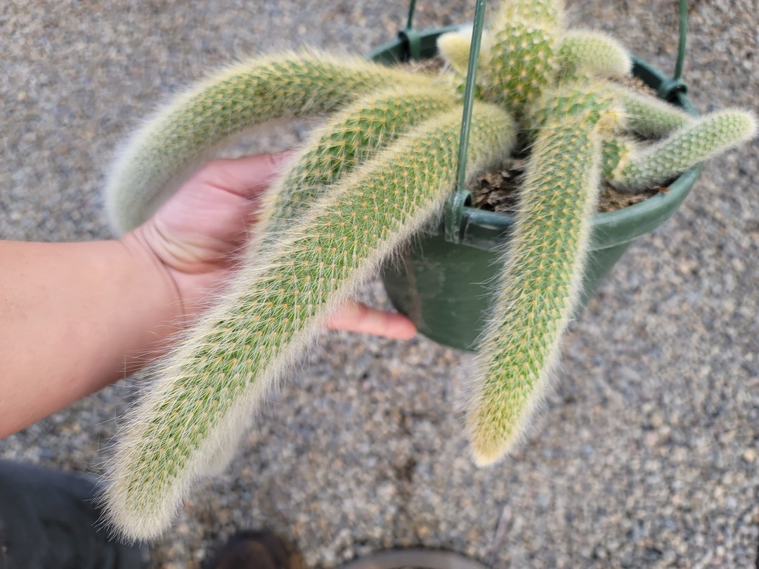 Monkey Tail Cactus 8 Inch Hanger Pot Exact One in Picture - Etsy