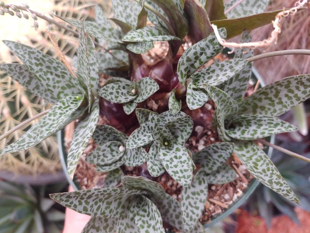 Scilla Violacea 6 Great for Propagation - Etsy