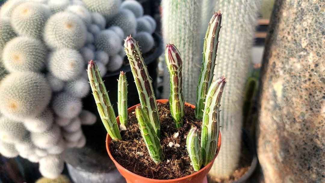 Pickle Plant 4 Multiple Plants Etsy