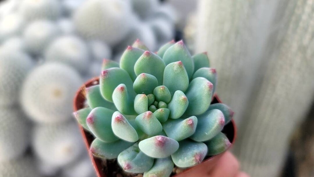 Sedeveria 'blue Elf' 2" - Etsy
