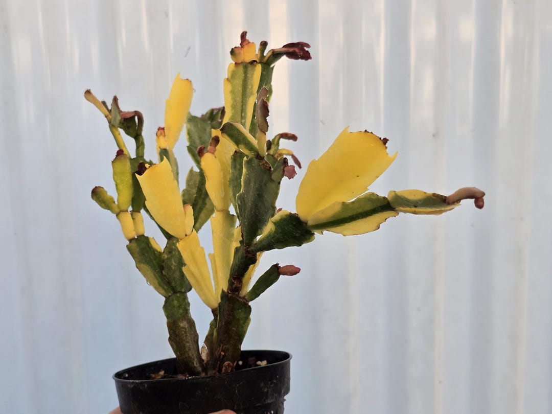 Variegated Christmas Cactus 4 Inch Pot Exact One in Picture 00008 - Etsy