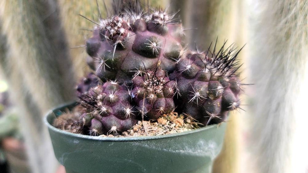 Copiapoa Humilis 4 Pot Multiple Pups - Etsy