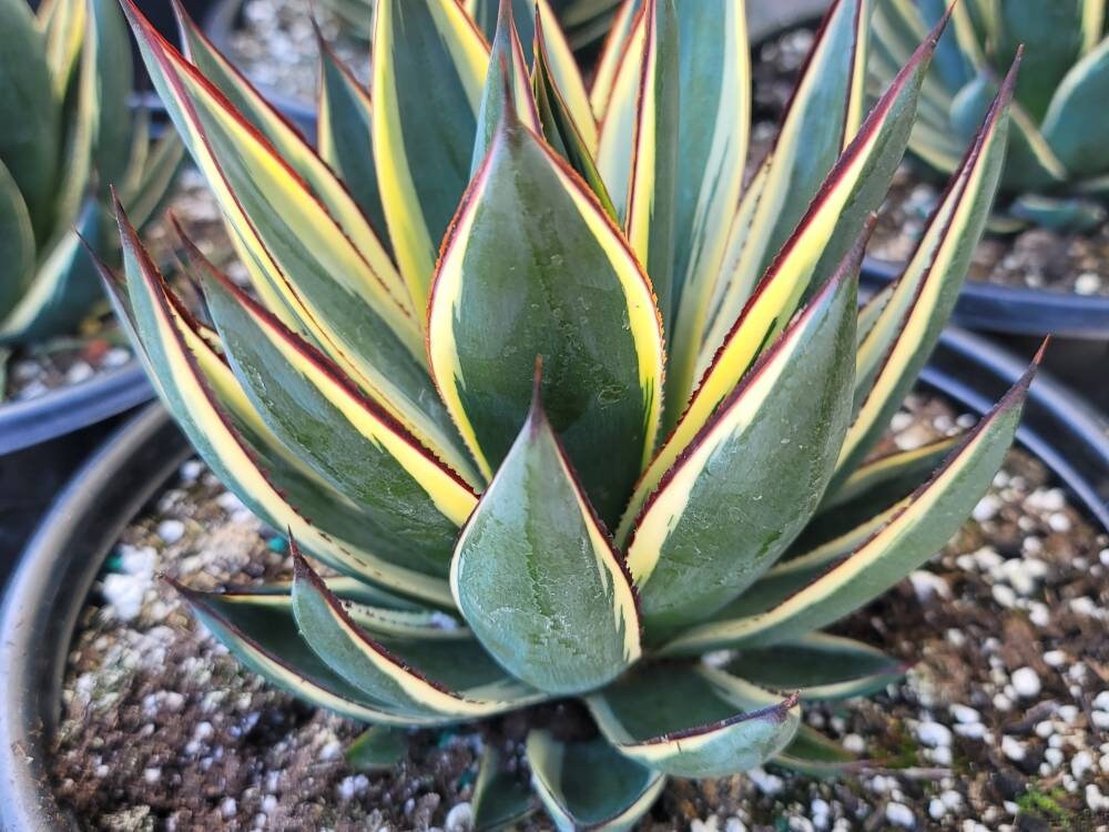 Agave Snow Glow - Rare - Special Listing - 5 Gallon Size - Etsy