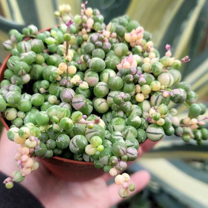 String of Pearls - Etsy