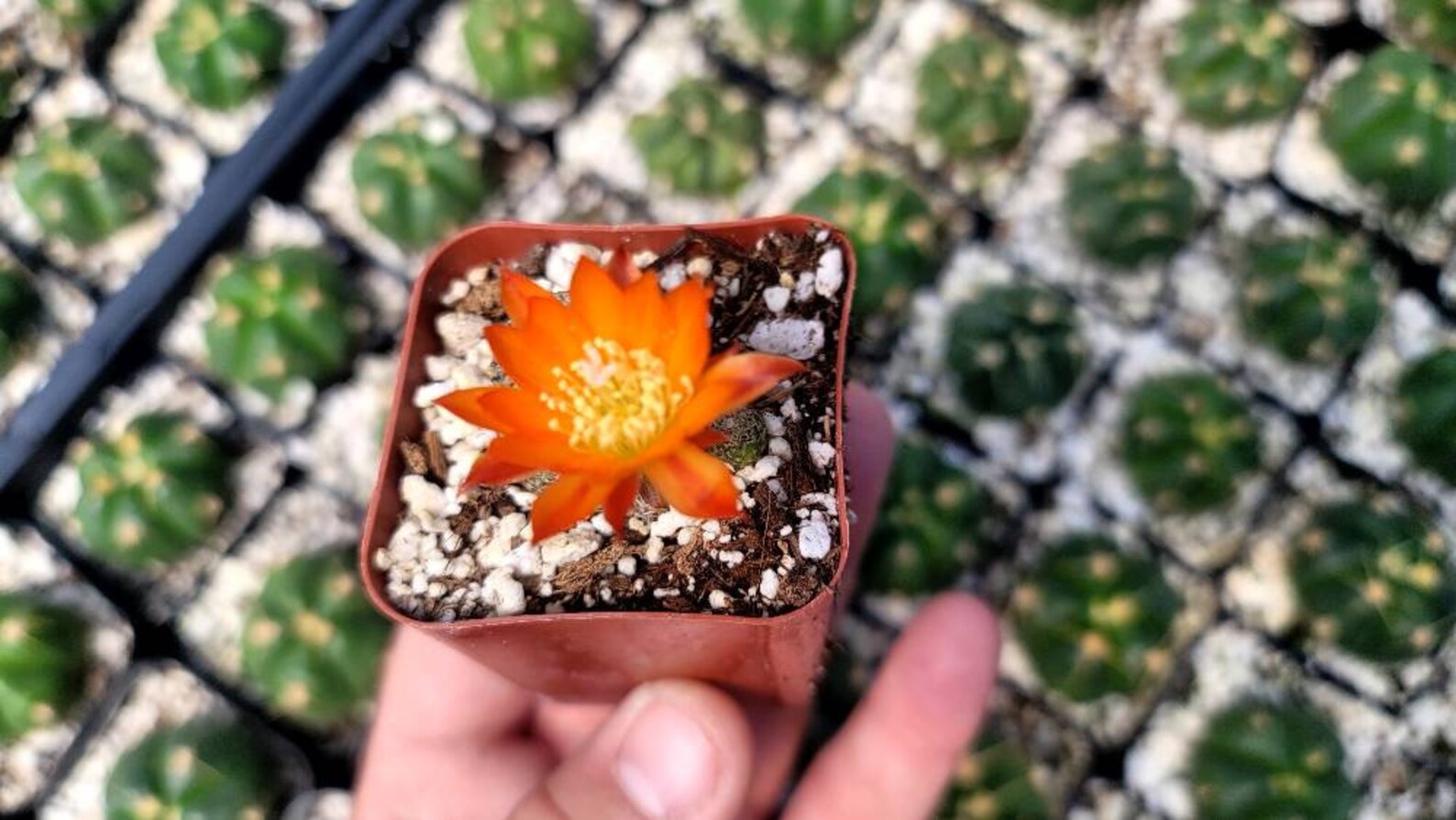 Rebutia Heliosa - Touchable - 2" Inch Pot - Orange Flower - Etsy