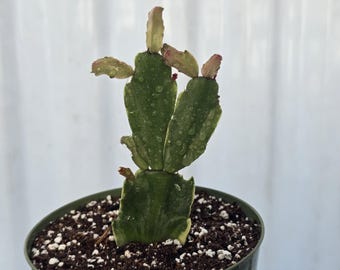 Variegated Christmas Cactus 2 Inch Pot Exact One in Picture 3 - Etsy