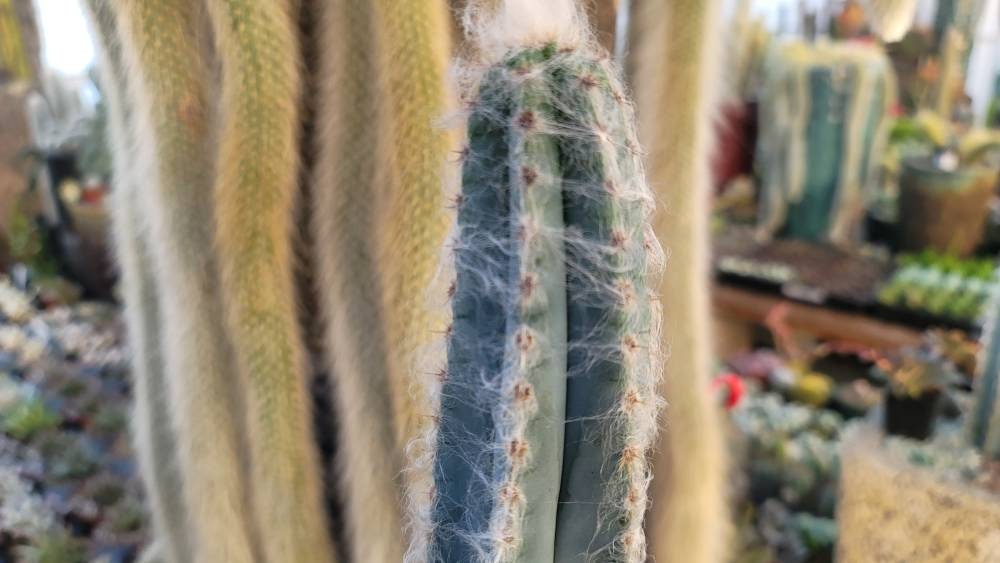 Pilocereus Pachyladus 1 Gallon Container Exact One in - Etsy