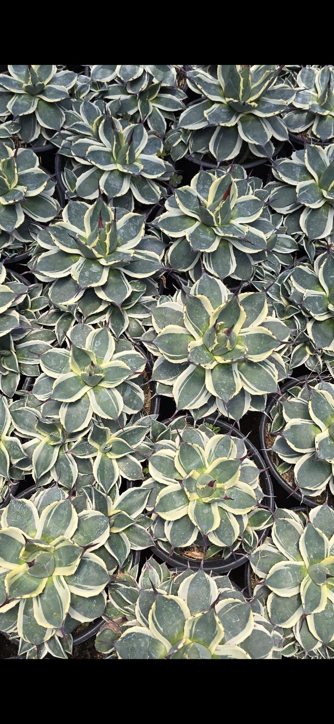Agave 'cream Spike' 1 Gallon - With Pups - Etsy