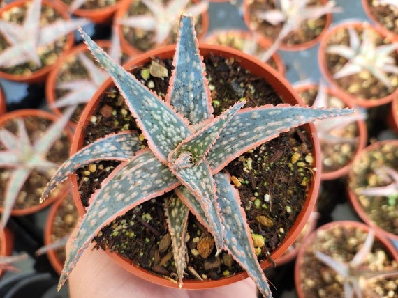 Aloe Bright Star 4 | Etsy