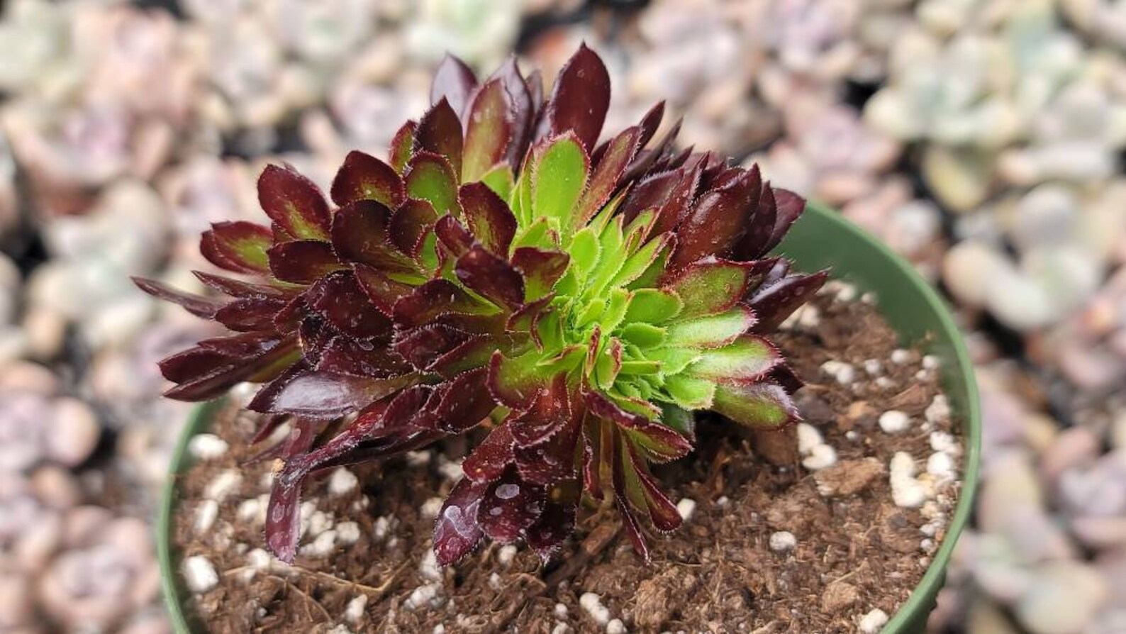 Crested Aeonium 4 - Etsy