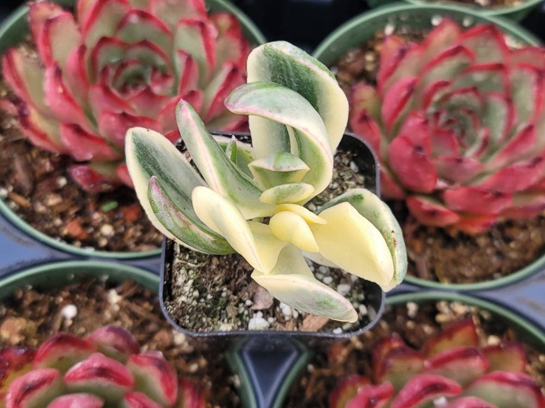Variegated Jade 2" - Etsy